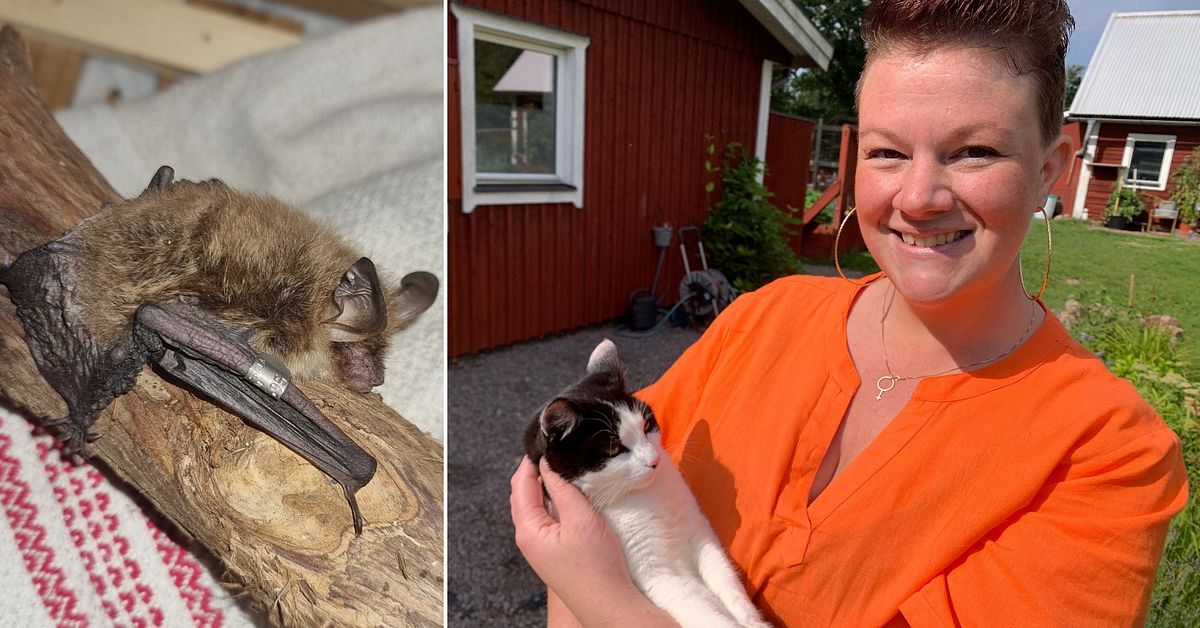 Se unika fladdermusen som Sofia hittade hemma i sängen – andra fyndet i ...