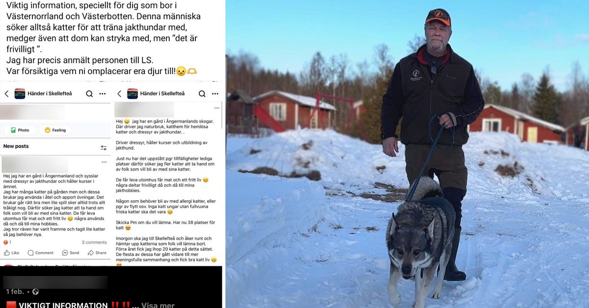Raseri på sociala medier efter inlägg om kattjakt i Ångermanland | SVT ...