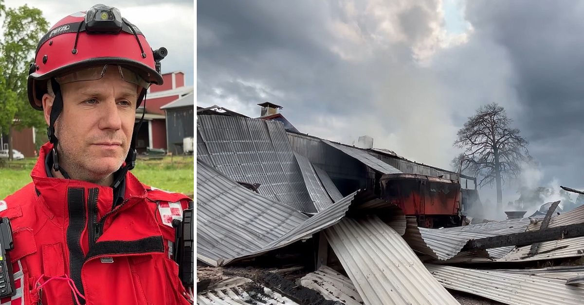 Fullt utvecklad brand i ladugård utanför Tierp – hundratals kor räddades undan lågorna | SVT Nyheter