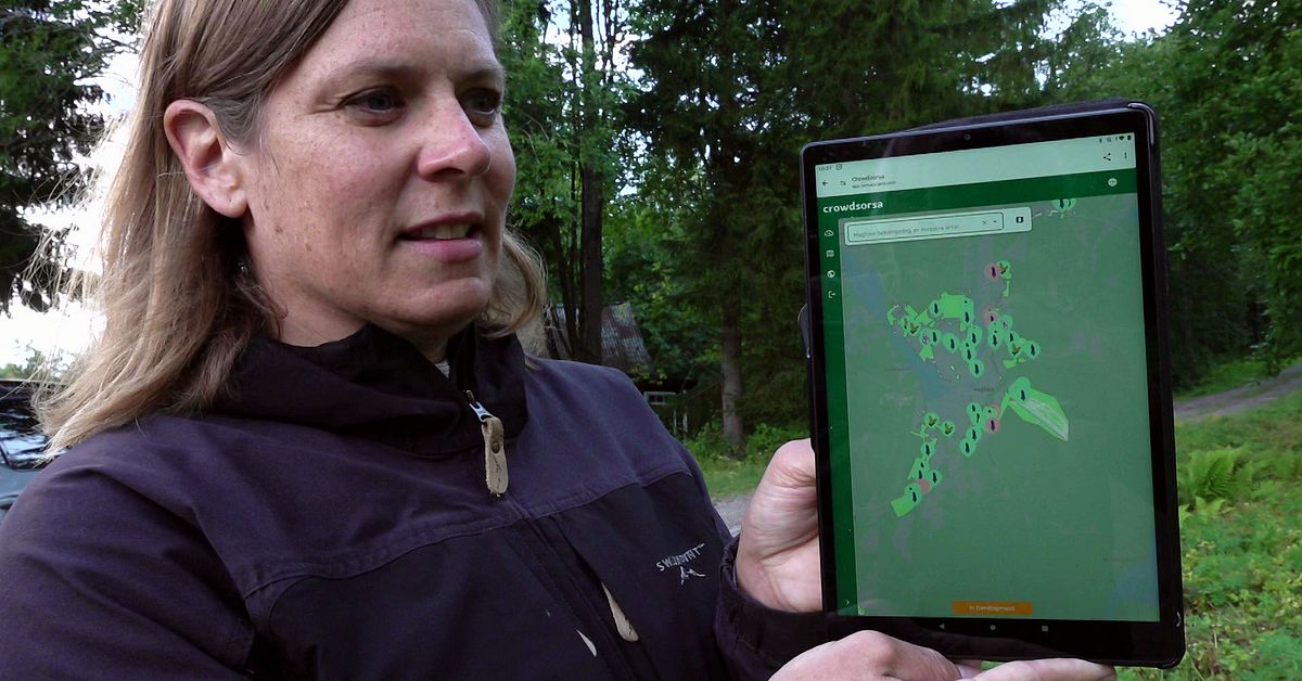 Succé för Hagfors kommuns satsning på att bekämpa invasiva arter med en ...