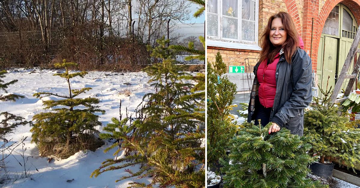 Här kan din julgran checka in på hotell | SVT Nyheter