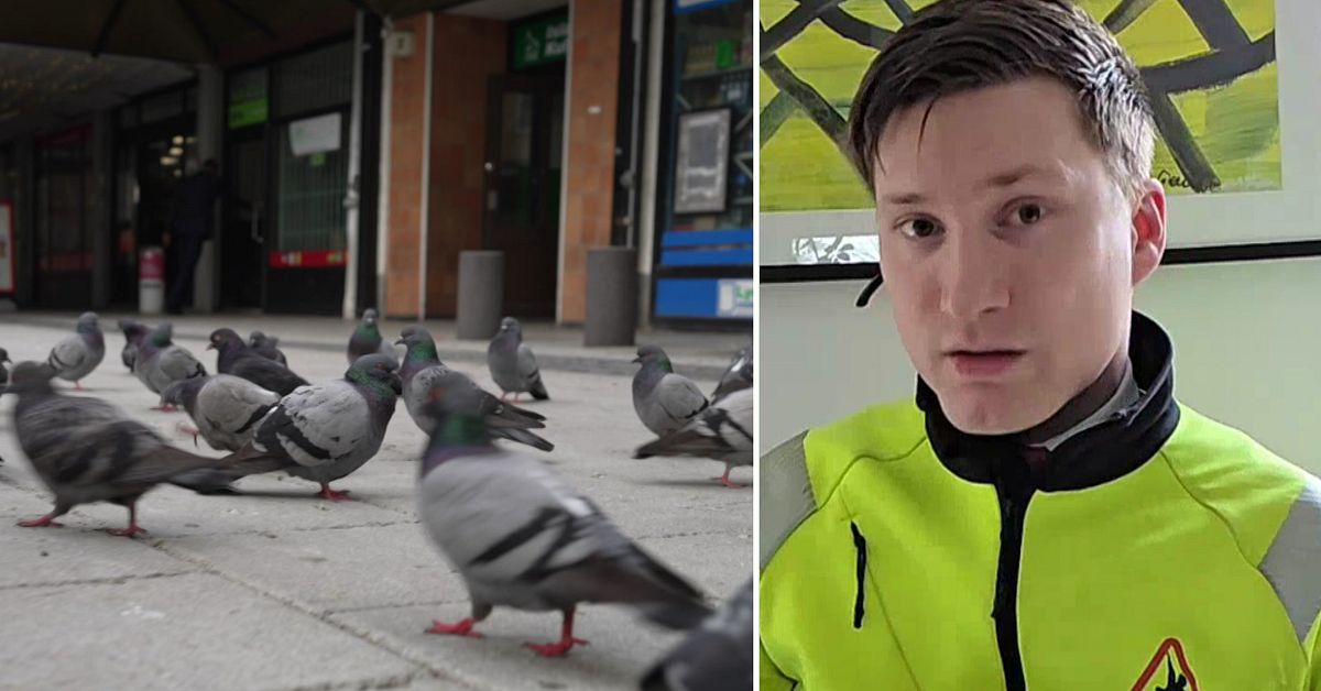 Ornitologen: ”Så stoppas duvor från att bygga bo på balkongen” | SVT ...