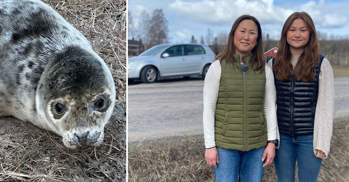 Emma i Sundsvall övningskörde – hittade sälunge bredvid vägen långt ...