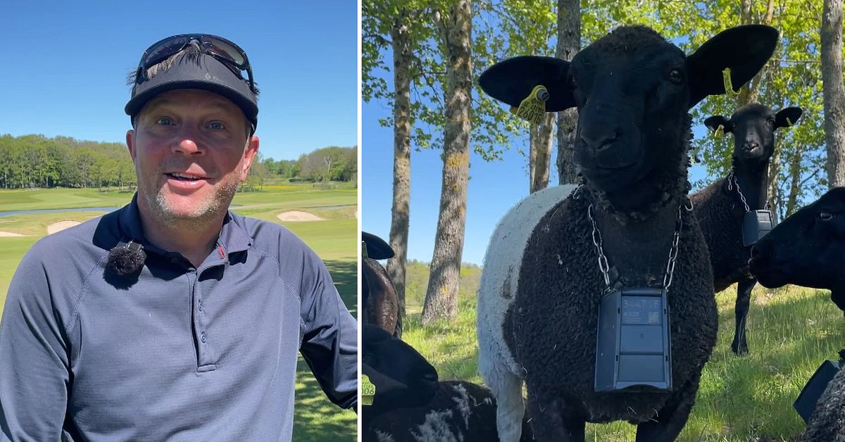 Här trimmar fåren golfbanan i Kungsbacka: ”Man blir glad!” | SVT Nyheter