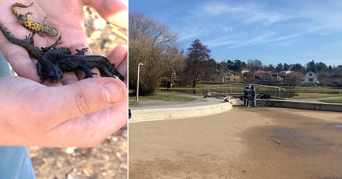 Dödsfälla för fridlysta vattensalamandrar – räddas av fjärdeklassare i ...