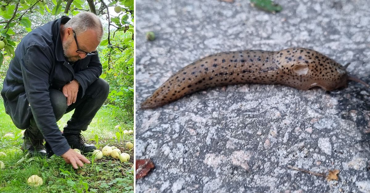 Ovanlig pantersnigel funnen i Umeå | SVT Nyheter