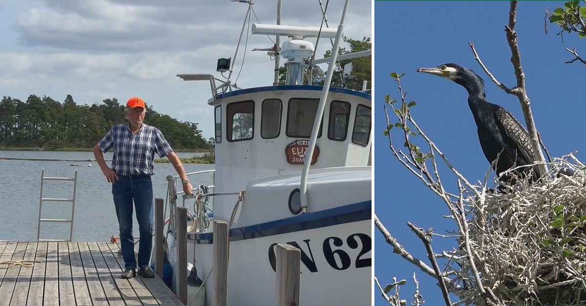 Storjakt på skarv på östkusten – flest skarvar i Sverige | SVT Nyheter