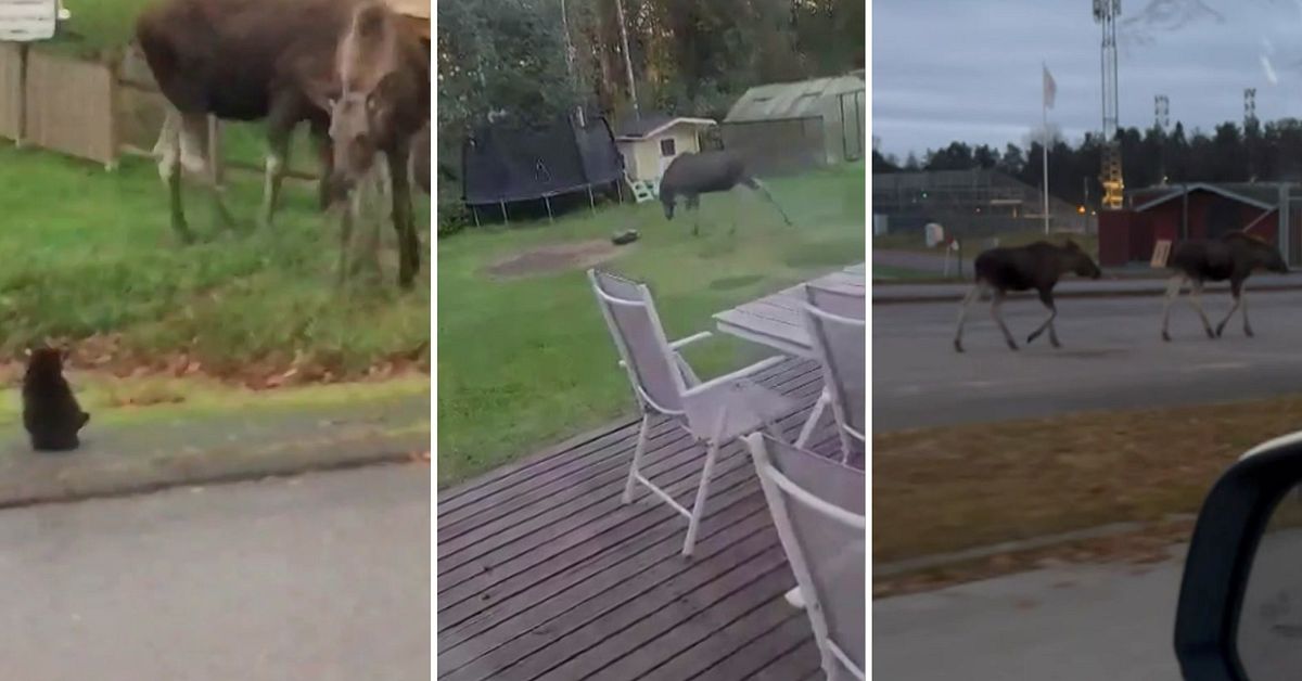 Älgar härjar i centrala Degerfors – springer vid Stora Valla | SVT Nyheter