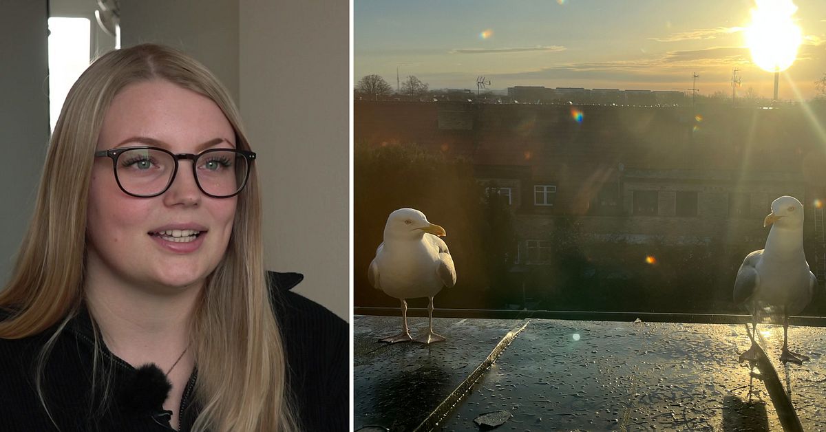 Måsparet knackar på Jessicas fönster varje dag – blivit virala | SVT ...