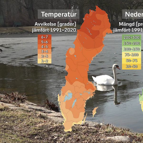Analys: ”Februari 2026: Kallt och lugnt mest hela tiden” | SVT Nyheter