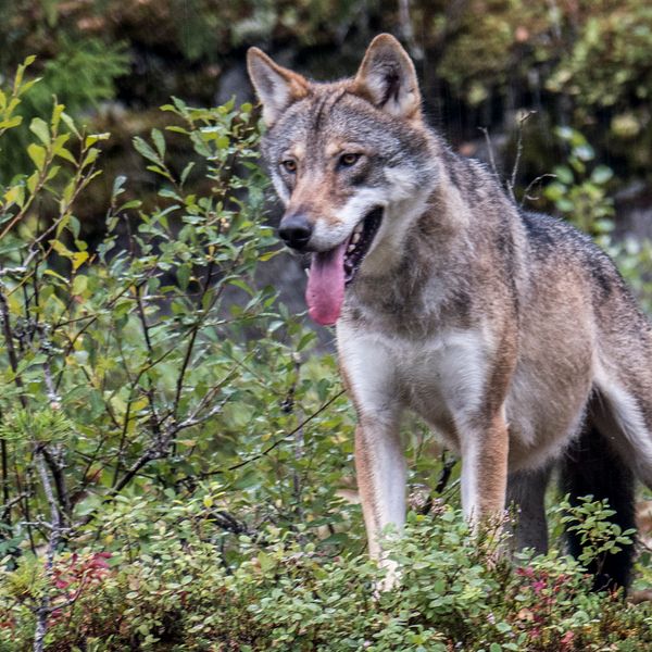 81 får dödades av varg förra året i Östergötland | SVT Nyheter