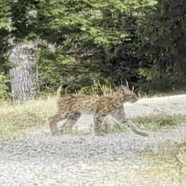 Örebro universitet får JO-kritik – för långsam rättning | SVT Nyheter