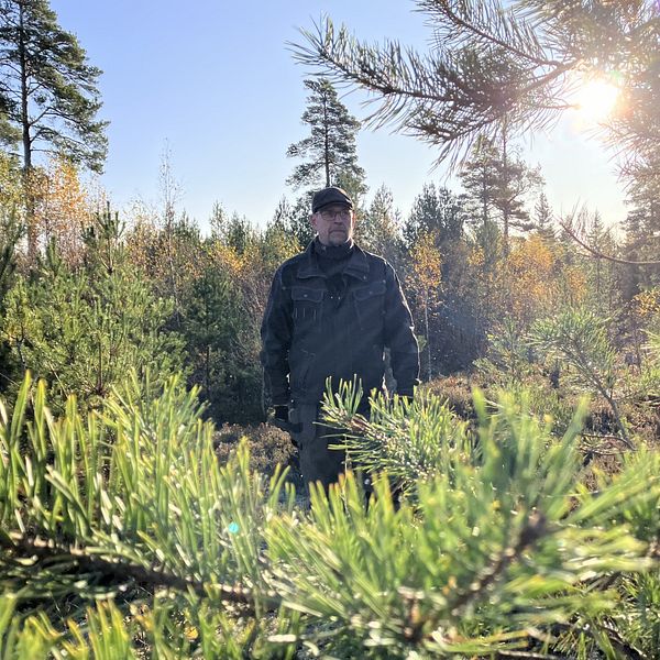 Mål för tall på mager mark uppnått – men inte i Värmland | SVT Nyheter