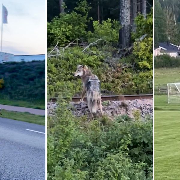 25 år senare – se klipp ur ”Tippen” här | SVT Nyheter