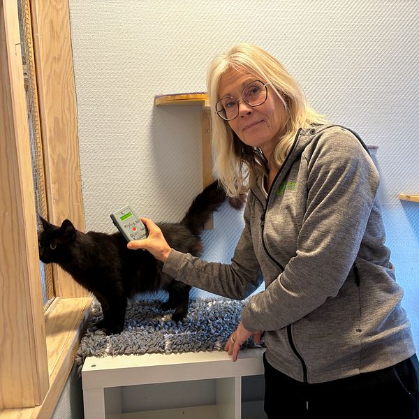 Katten Mozart var borta i sex år – nu har han utegångsförbud | SVT Nyheter