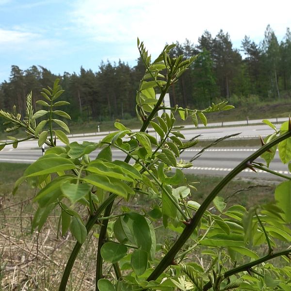 Håll kollen på pollen – mycket björk väntar | SVT Nyheter
