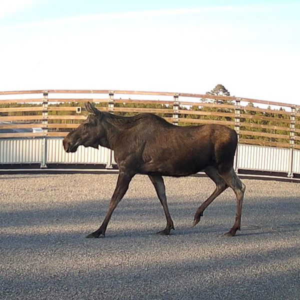 Politikern Ann Åström (S) i Skellefteå polisanmäls för förskingring ...