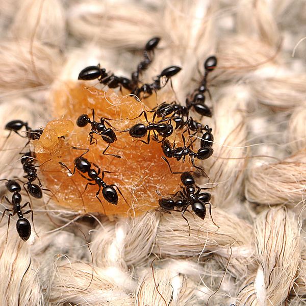 Här är myran som skyddar sin koloni genom att explodera | SVT Nyheter