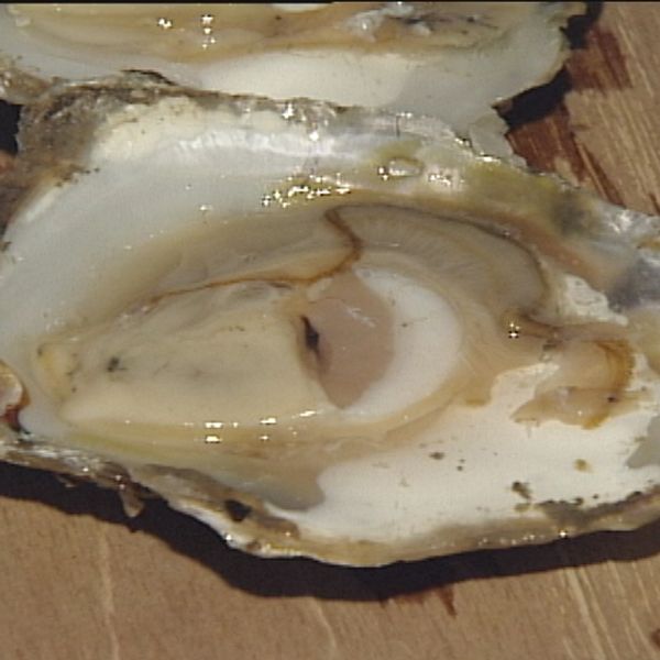 Maria tillhör Europaeliten i ostronöppning – men äter inga själv | SVT ...