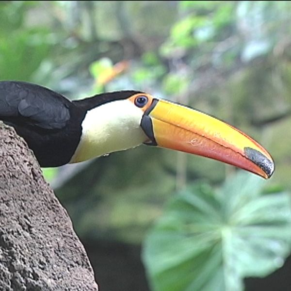 Stulna tukanen hittad | SVT Nyheter