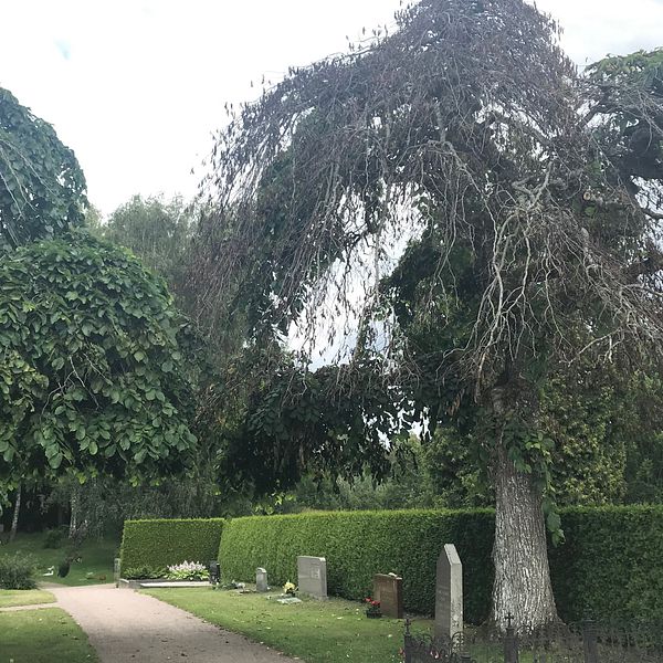 Döda almar blev till konst på Bredåkra kyrkogård | SVT Nyheter