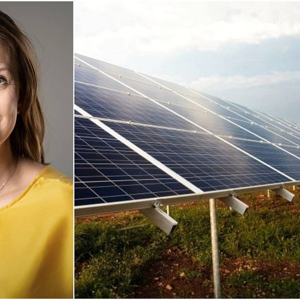 El till 2300 villor – snart invigs Sveriges största solcellspark | SVT Nyheter