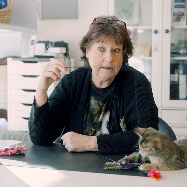 Tamkattens historia: En råttfångare som fick flytta in | SVT Nyheter