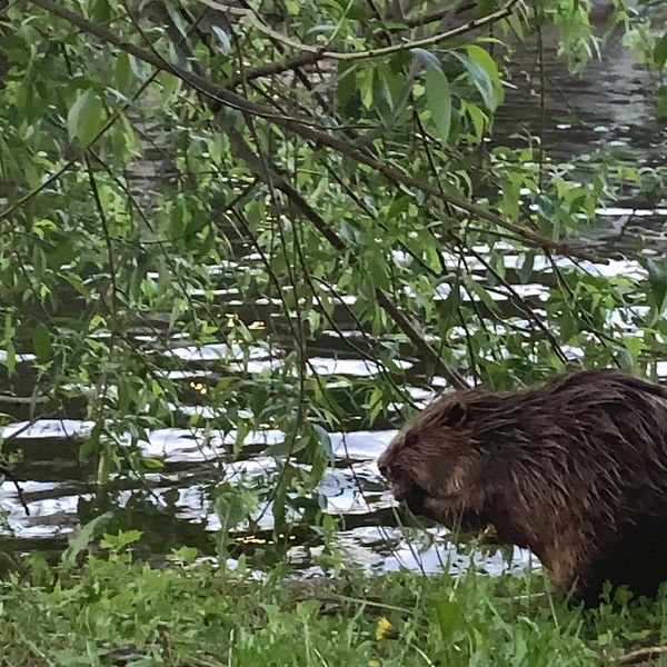 Hundra år med bäver – från utrotad till utbredd | SVT Nyheter