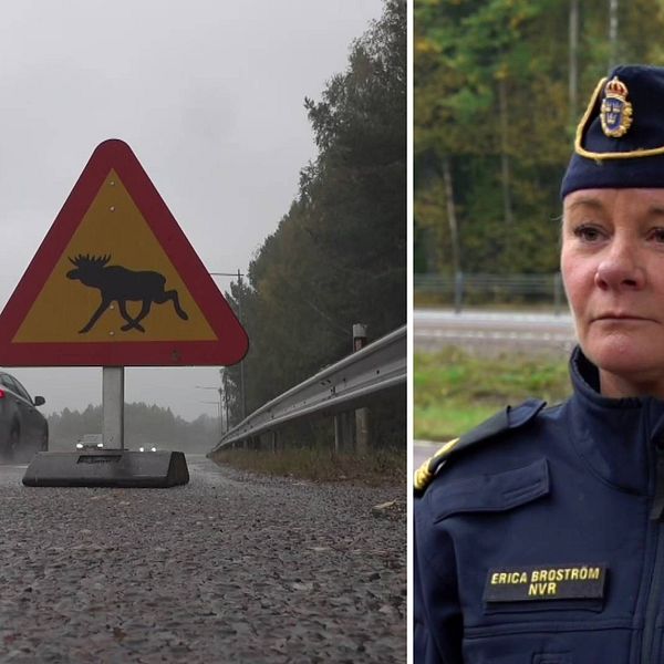 Här är Polisens Tips För Att Undvika Viltet På Vägarna Svt Nyheter