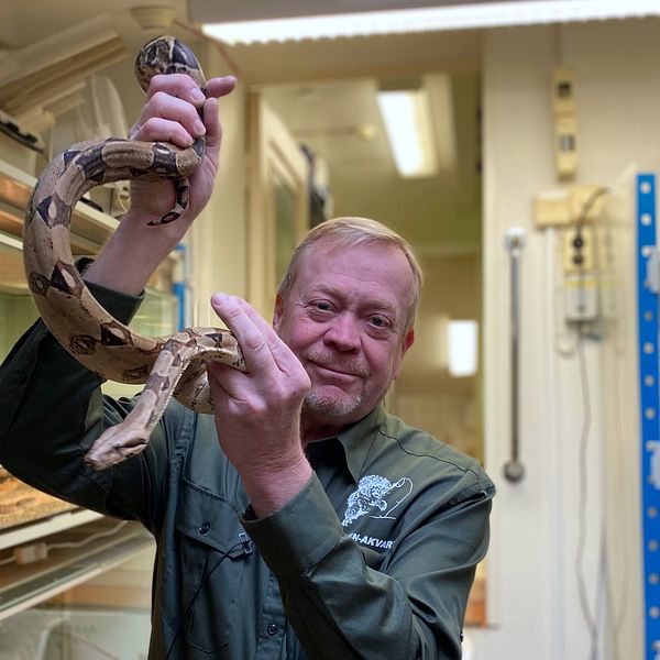 Boaorm hittades vid cykelväg – här hälsar SVT på ormen i nya hemmet på ...