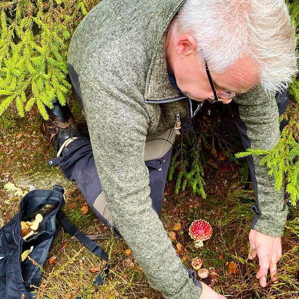 Varningen för giftiga svampen toppslätskivling: ”En hallucinogen drog ...