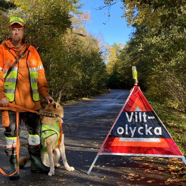 Så ska du agera om du kört på vilt | SVT Nyheter