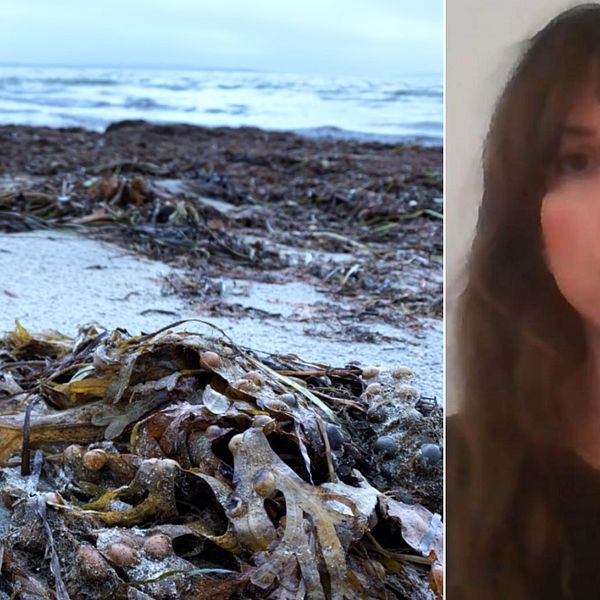 Jonathan i Åsa hämtar tång från stranden till trädgården: ”Steroider ...