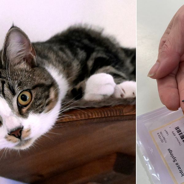 Här id-märks katten Mister och hans syskon med chip | SVT Nyheter