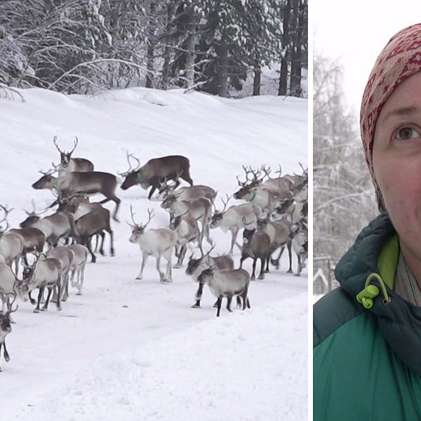 Tips från renskötaren Johan Andersson – så ska du göra om du möter ...