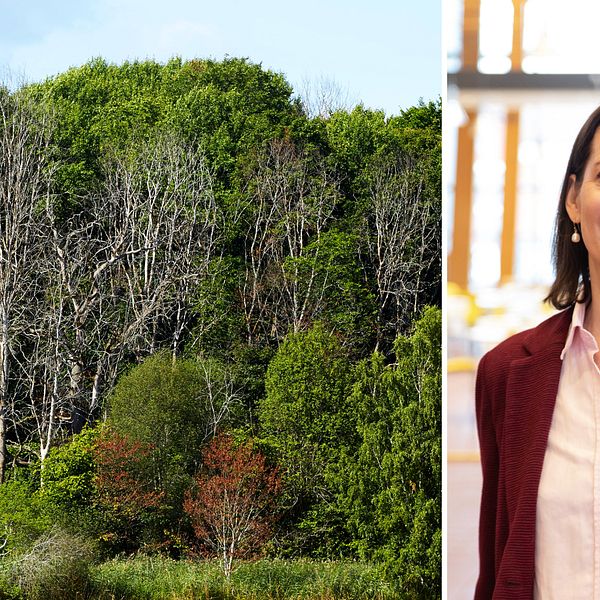 Mikrober ska skydda den hotade almen mot almsjukan | SVT Nyheter