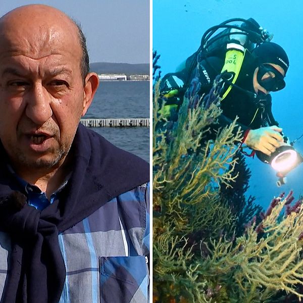 Global uppvärmning hettar upp Medelhavet | SVT Nyheter