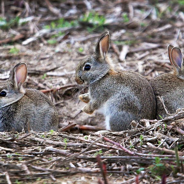 Flera döda kaniner hittade i koloniområde i Nyköping – kastas på tippen ...