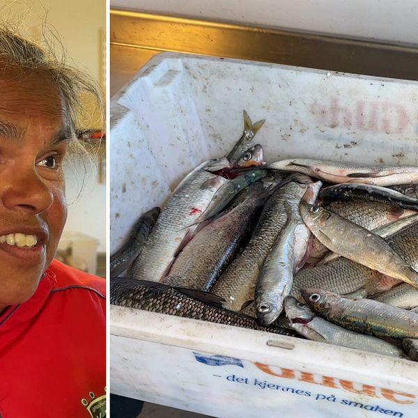 Fiskaren i Köpmanholmen: ”Strömmingsfångsten räcker till en lunch ...