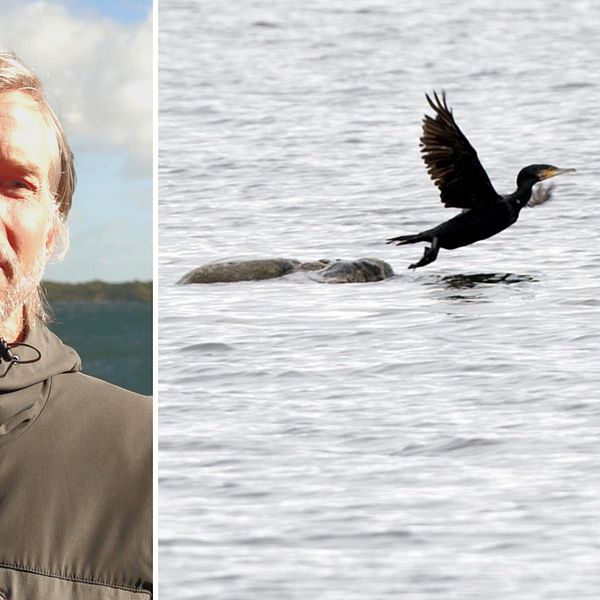 Därför syns extra många skarvar i Blekinge skärgård | SVT Nyheter