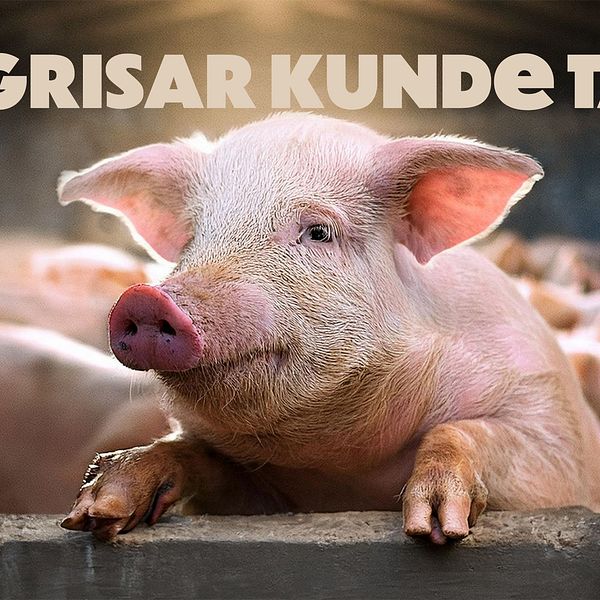 Forskare knäckte koden för grisarnas ”språk” – oväntade upptäckten ...