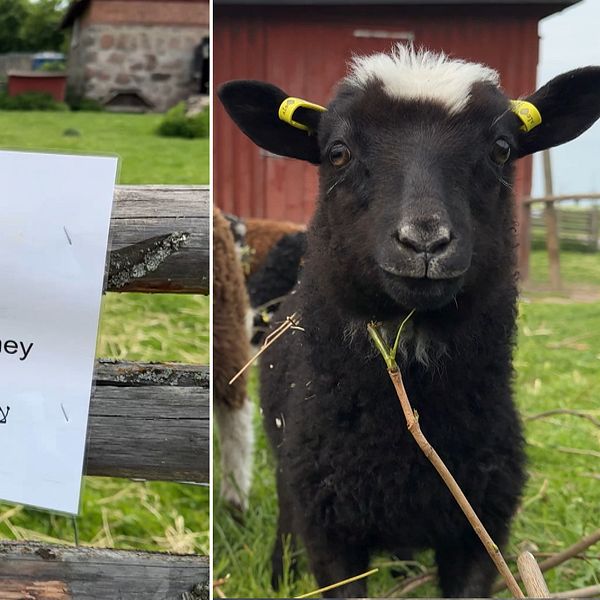25 år senare – se klipp ur ”Tippen” här | SVT Nyheter