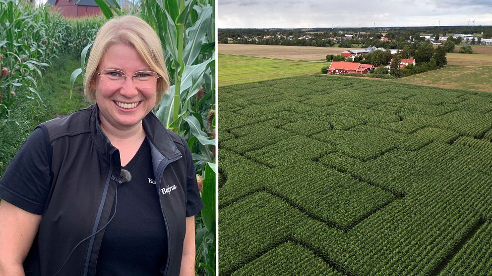 Bonden Marie-Louise har gjort en jättelabyrint – av majs | SVT Nyheter