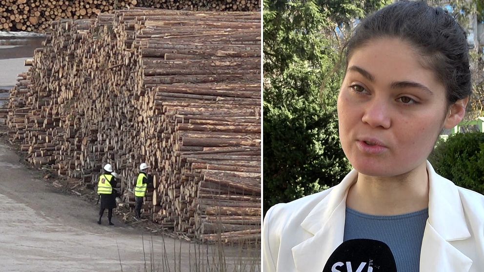 Miljörörelsen anmäler SCA:s marknadsföring till Konsumentverket | SVT ...