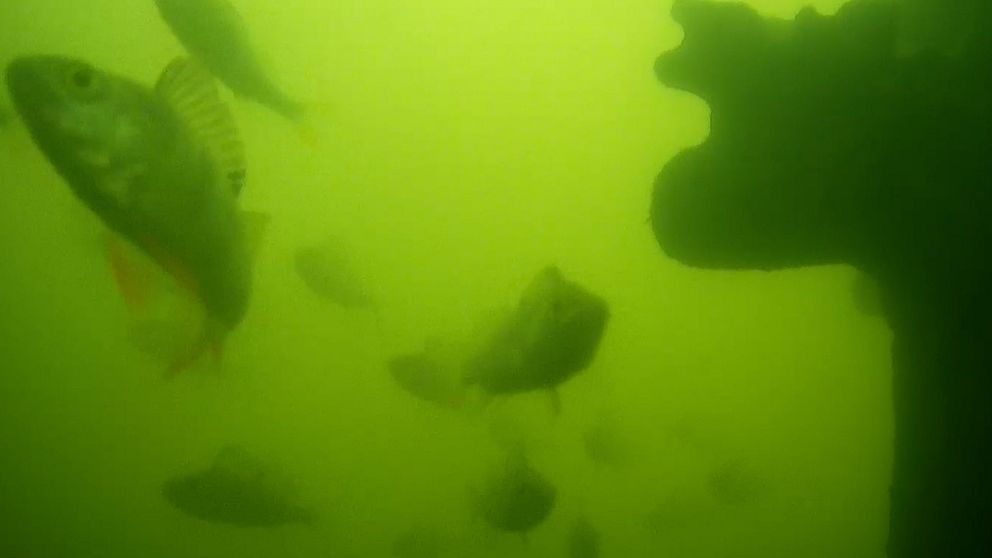 Dörrklocka för fiskar har gjort succé på nätet: ”Känns bra att hjälpa ...