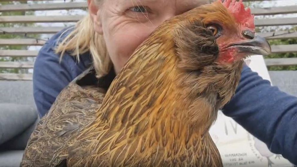 Lisa Åström är lokalt känd för sina charmiga hönor | SVT Nyheter
