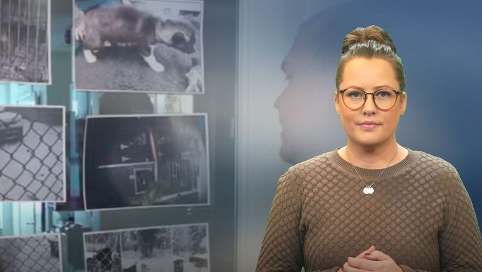 Hundratals draghundar omhändertas | SVT Nyheter