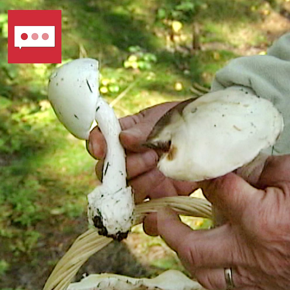 Experten: Så känner du igen vit flugsvamp – giftig och potentiellt livsfarlig | SVT Nyheter