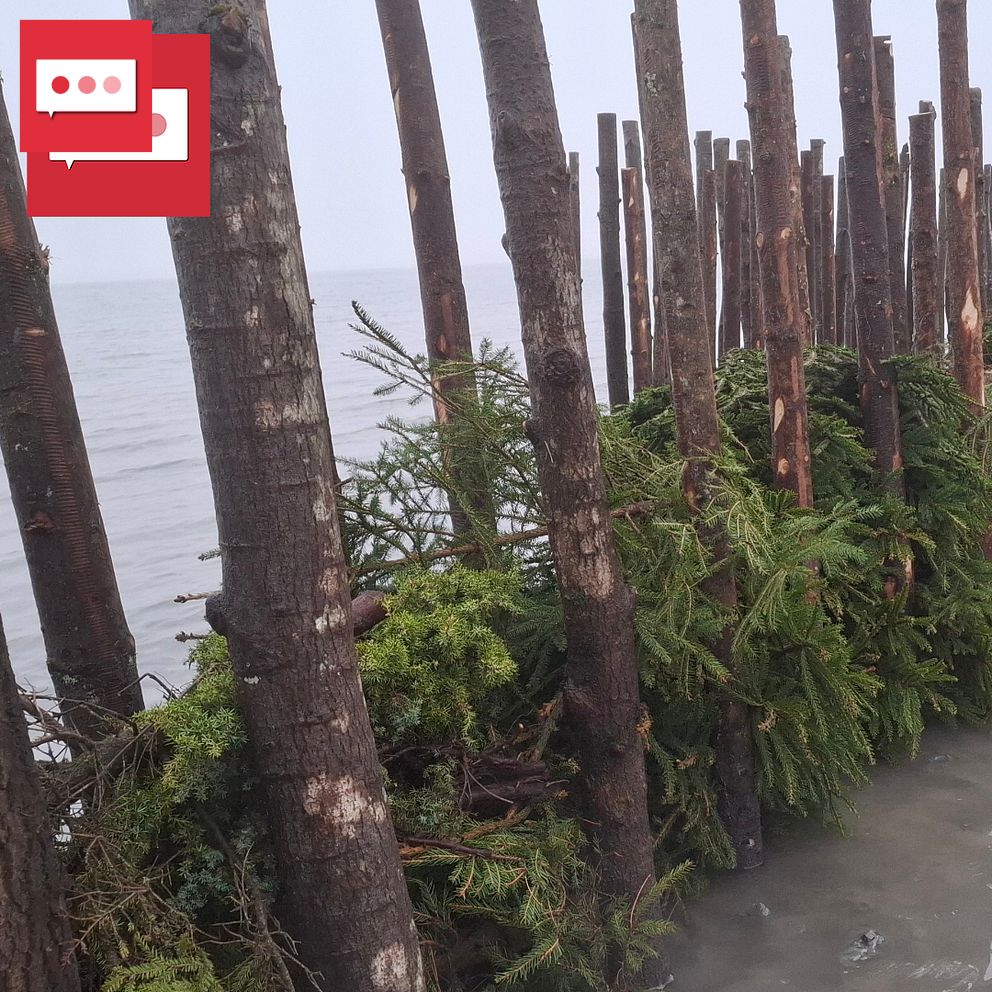 Julgranar blir fiskbon – sportfiskarna Blekinge skapar skydd för ...