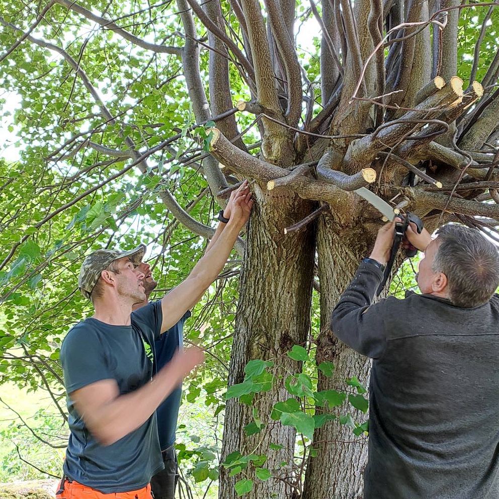 Hamling av träd – gammal teknik som kan vara på väg tillbaka | SVT Nyheter